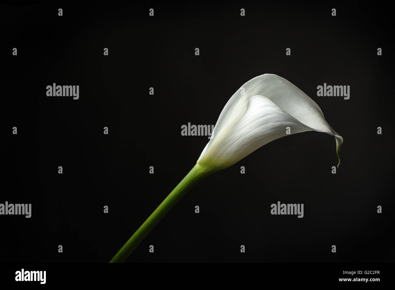 Studio shot of a single calla lily on a black background Stock Photo ...