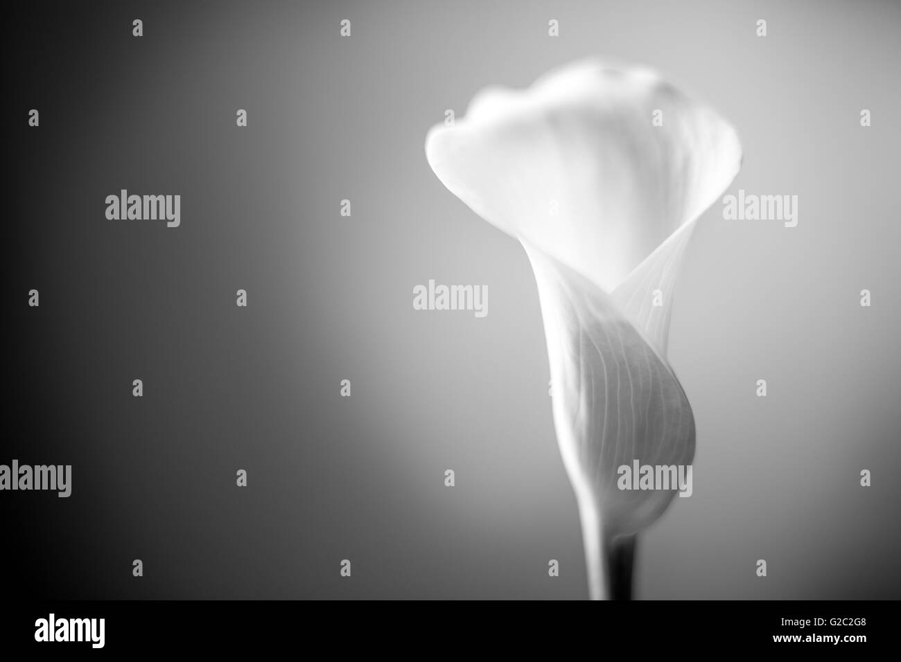 Photograph of single lily hi-res stock photography and images - Alamy