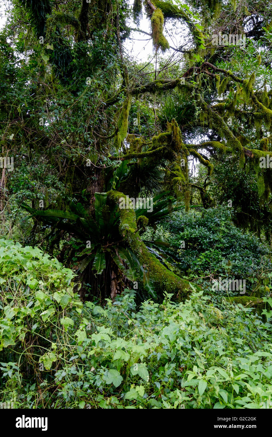 Bunya mountains national park hi-res stock photography and images - Alamy