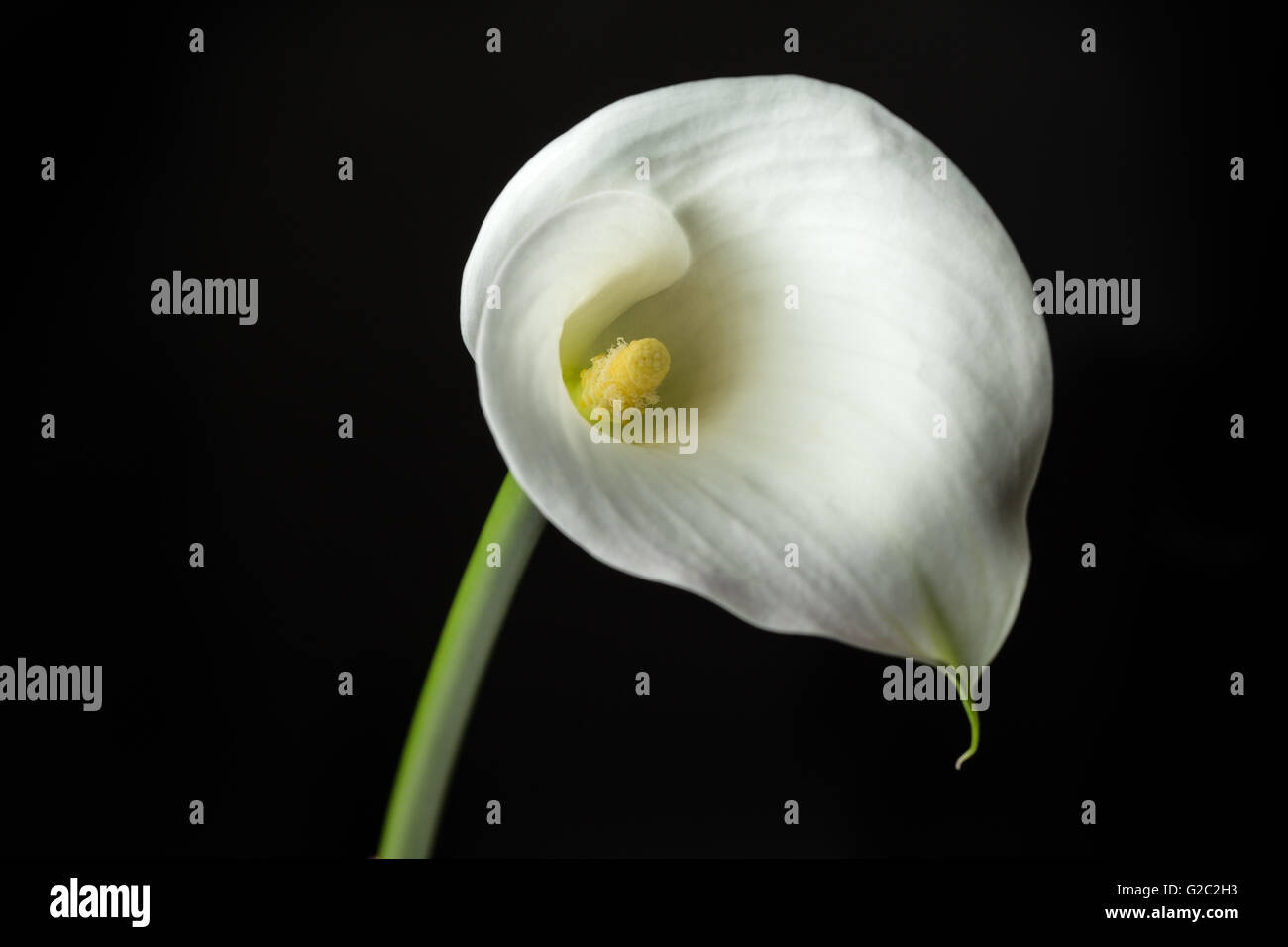 Top view of a Calla lily shot in the studio Stock Photo - Alamy