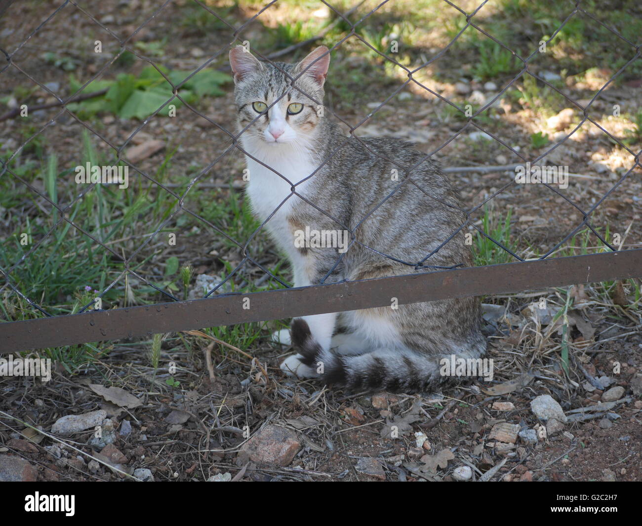 Wild domestic Cat in Turkey Stock Photo - Alamy
