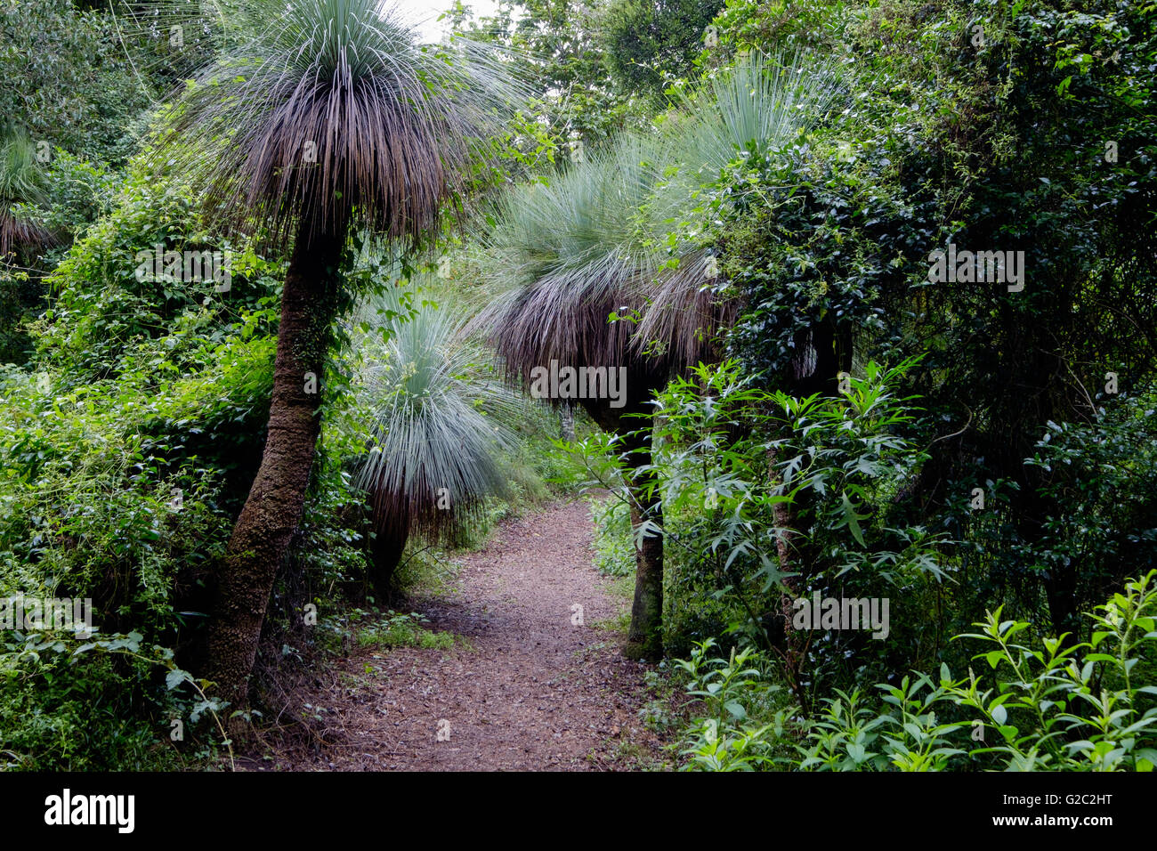 Bunya mountain national park hi-res stock photography and images - Alamy