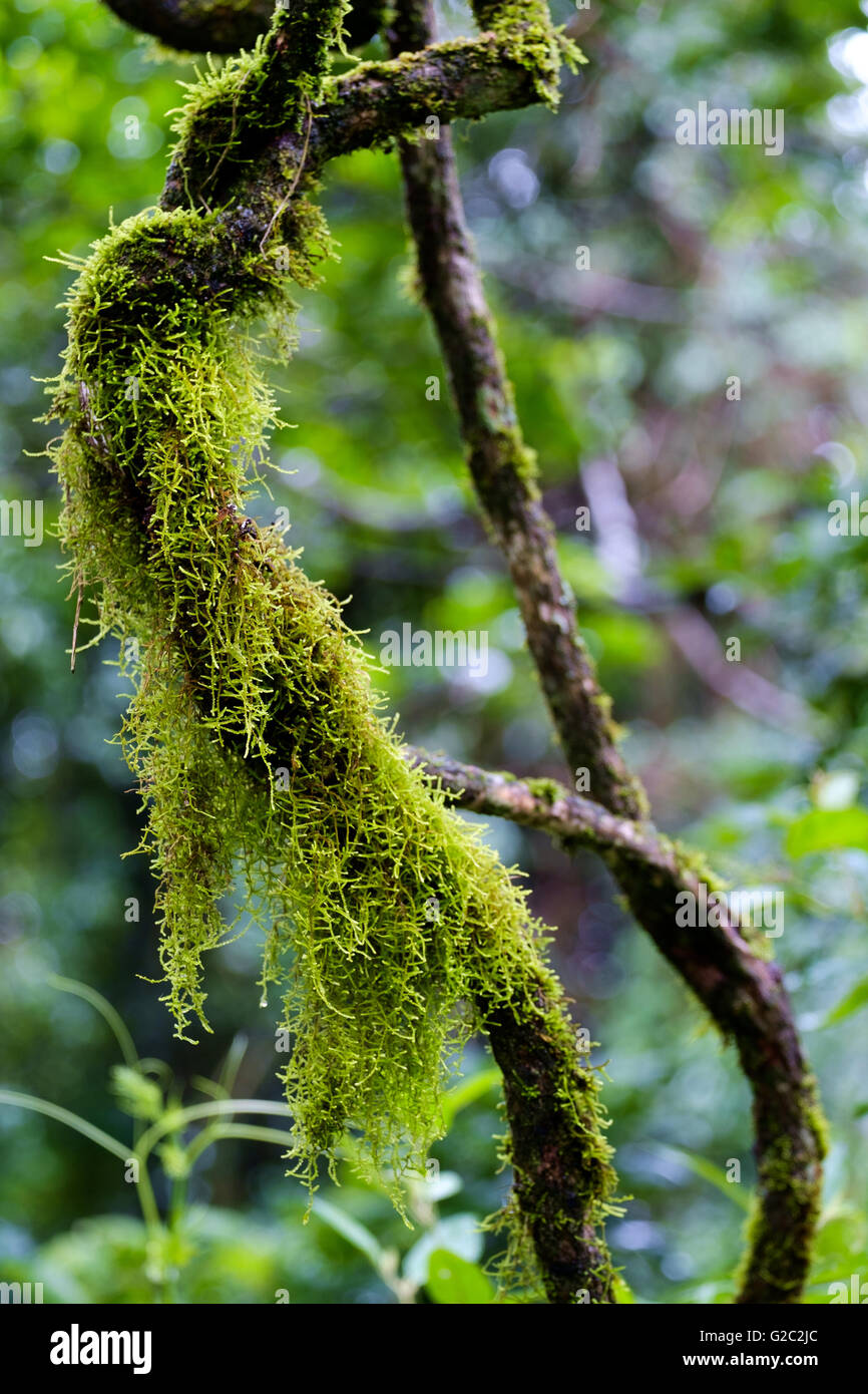 Bunya mountain national park hi-res stock photography and images - Alamy