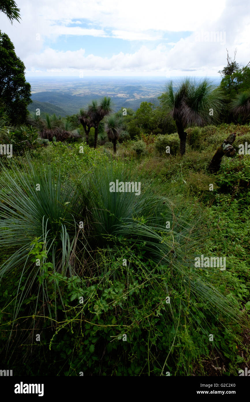 On the Mt Kiangarow track, Bunya Mountains Stock Photo - Alamy