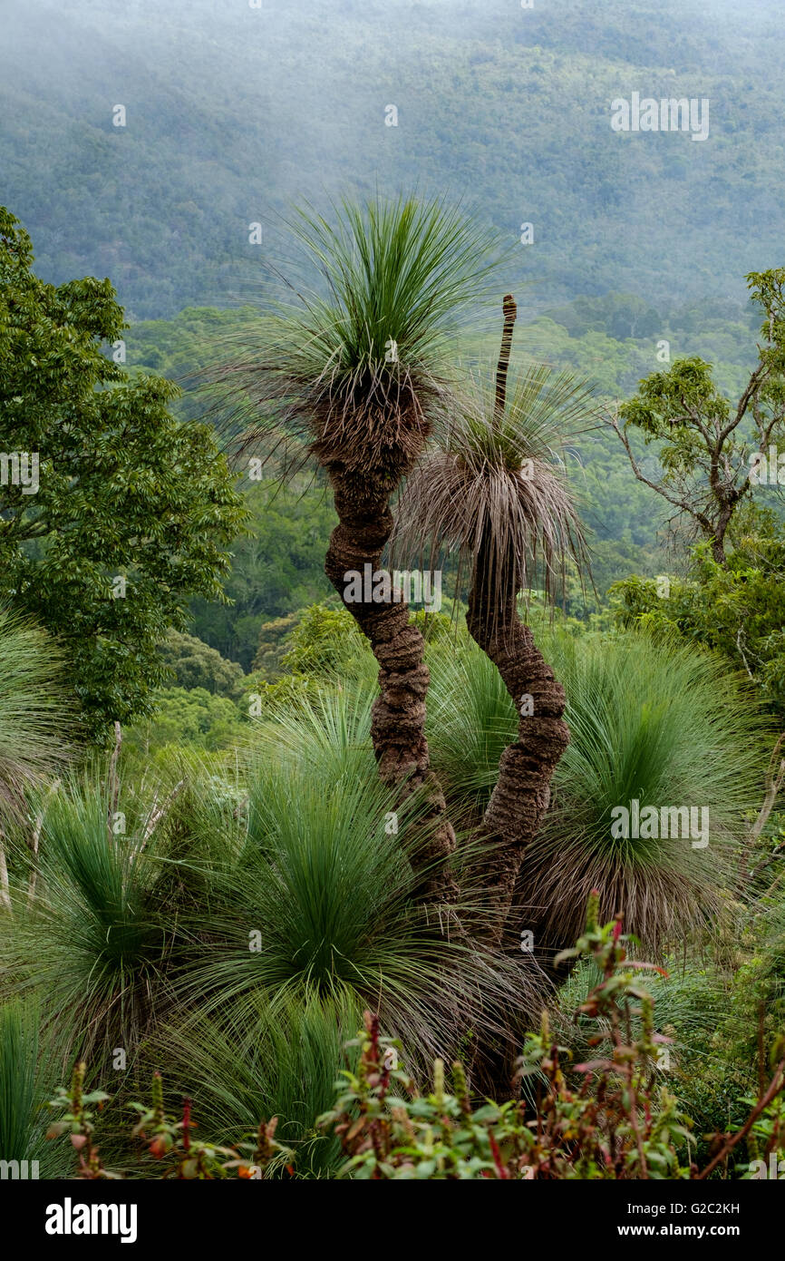 On the Mt Kiangarow track, Bunya Mountains Stock Photo - Alamy