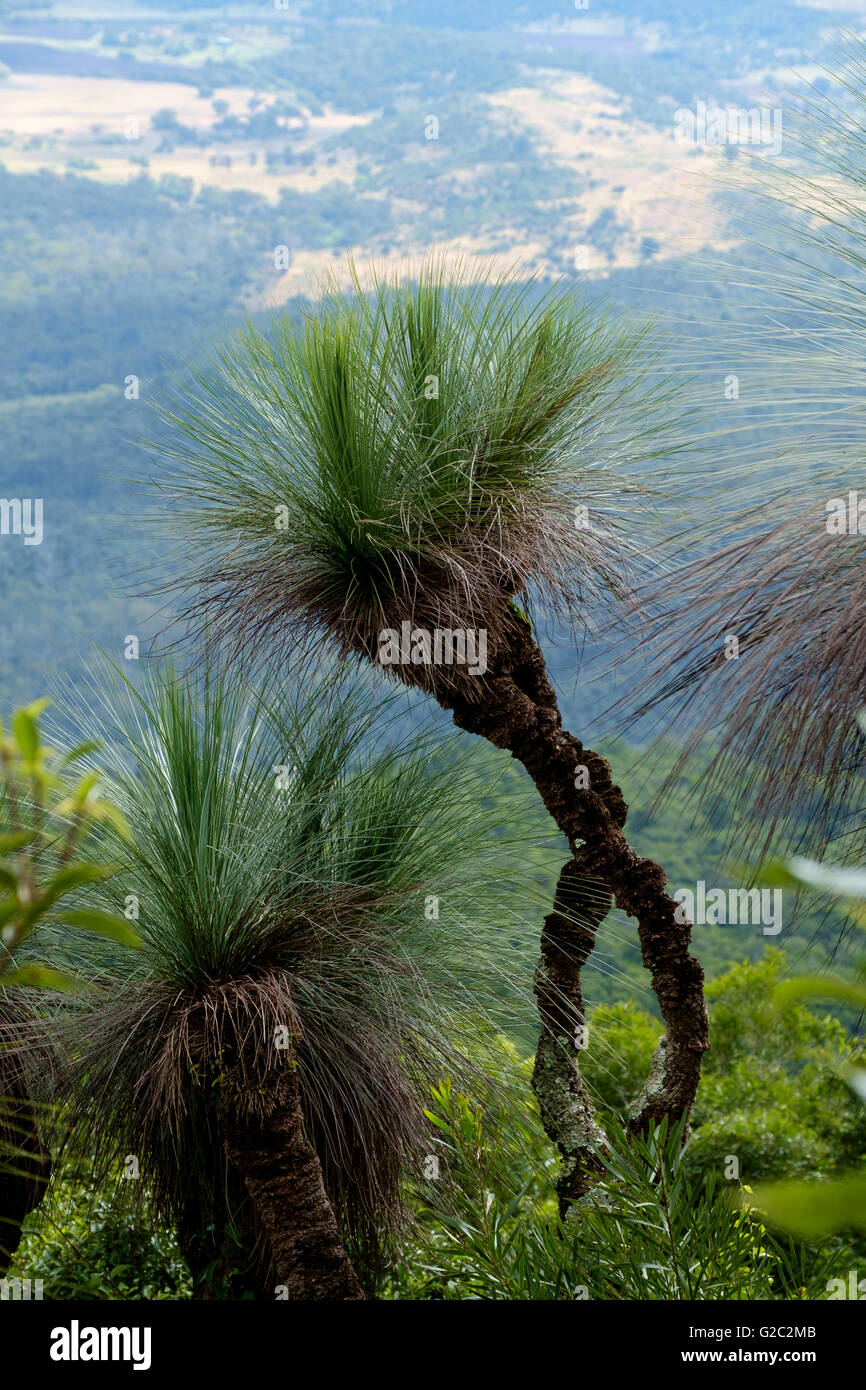 On the Mt Kiangarow track, Bunya Mountains Stock Photo - Alamy