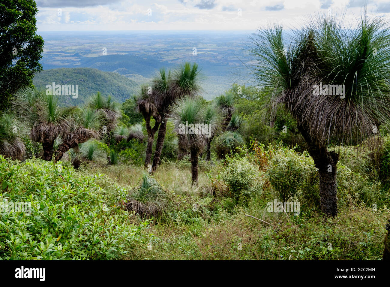On the Mt Kiangarow track, Bunya Mountains Stock Photo - Alamy