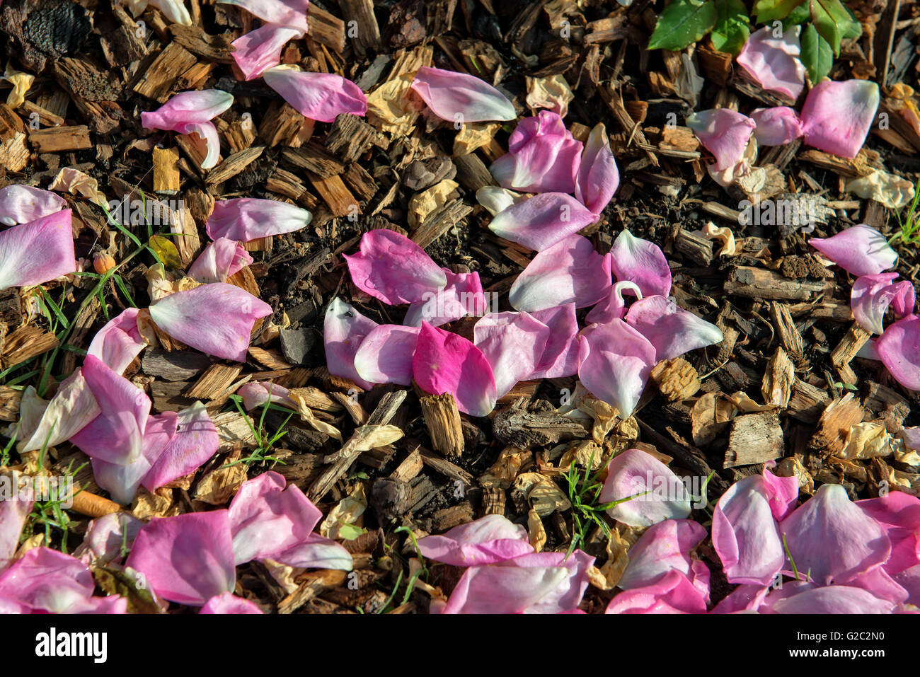 Intensive rose pink flowers hi-res stock photography and images - Alamy