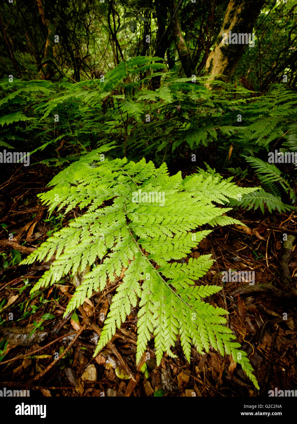 Bunya mountain national park hi-res stock photography and images - Alamy