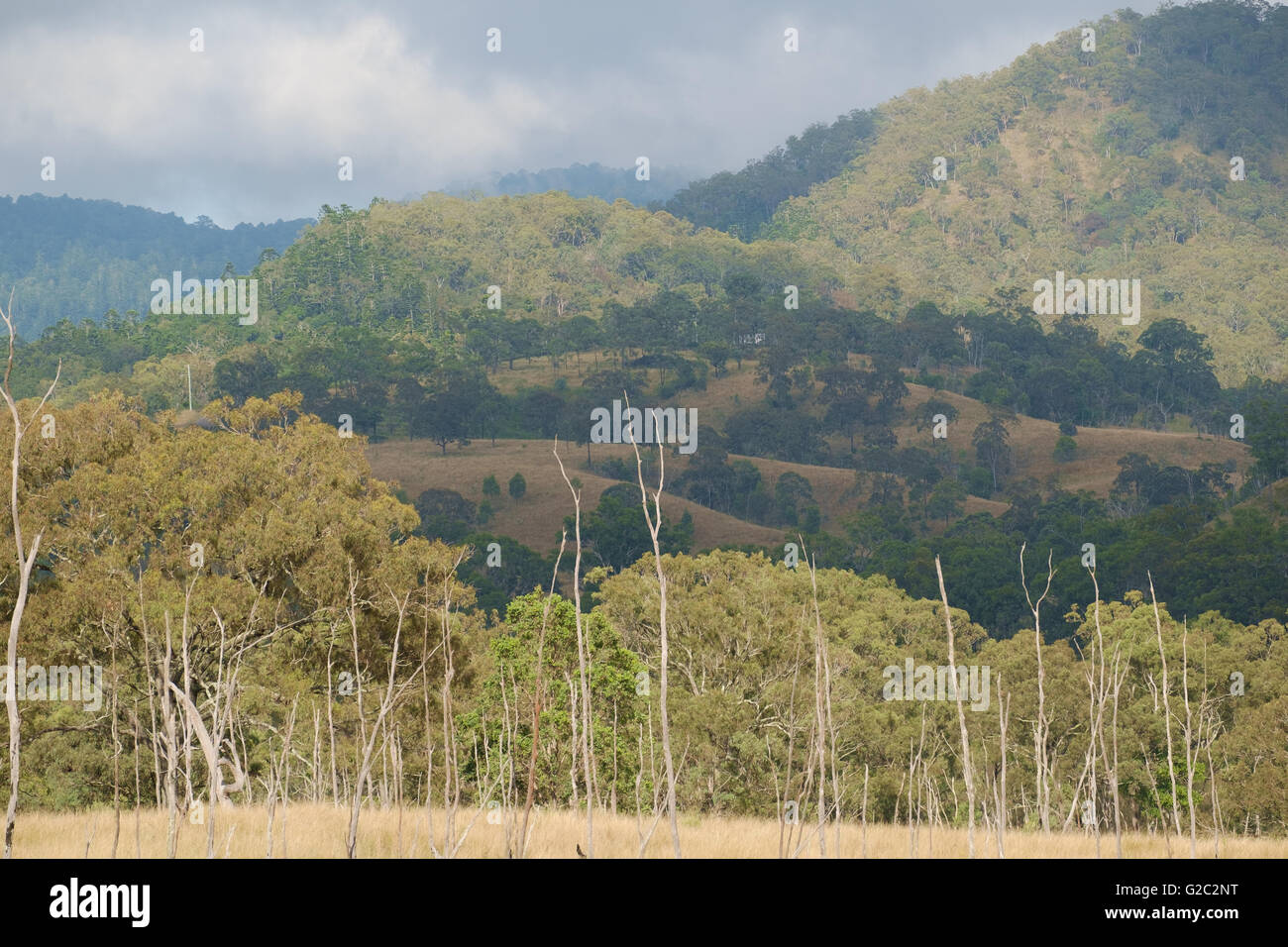 On the Maidenwell-Bunya Mountains Road Stock Photo - Alamy