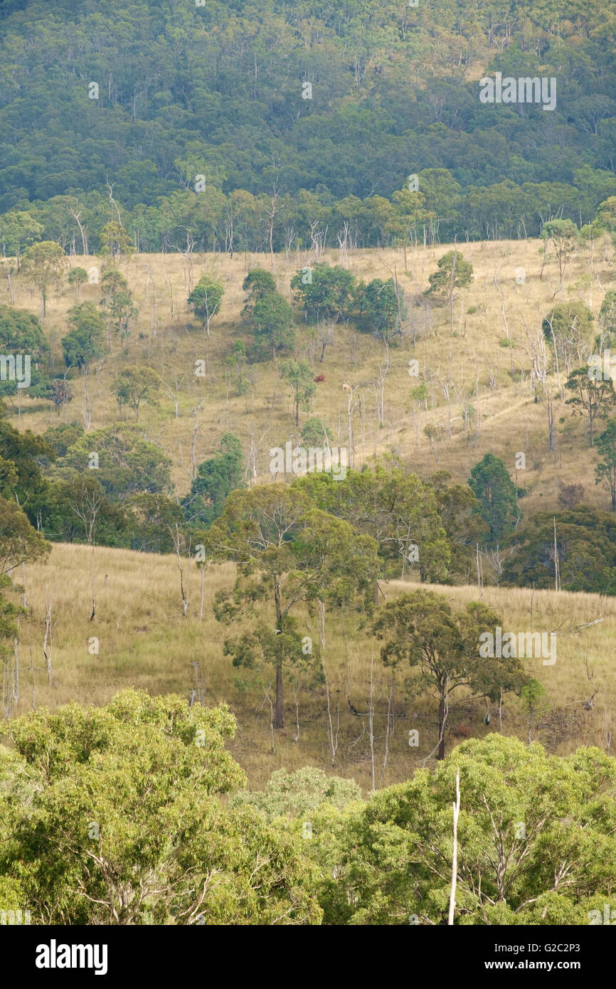 On the Maidenwell-Bunya Mountains Road Stock Photo - Alamy