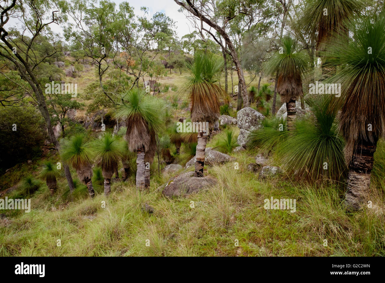 Maidenwell queensland hi-res stock photography and images - Alamy