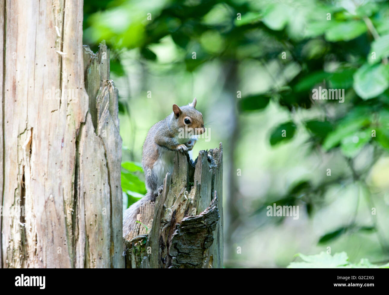 Baby gray squirrel hi-res stock photography and images - Alamy