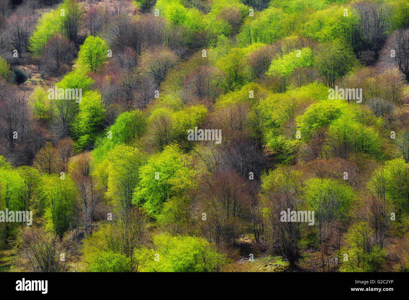 background of forest texture at the spring Stock Photo - Alamy