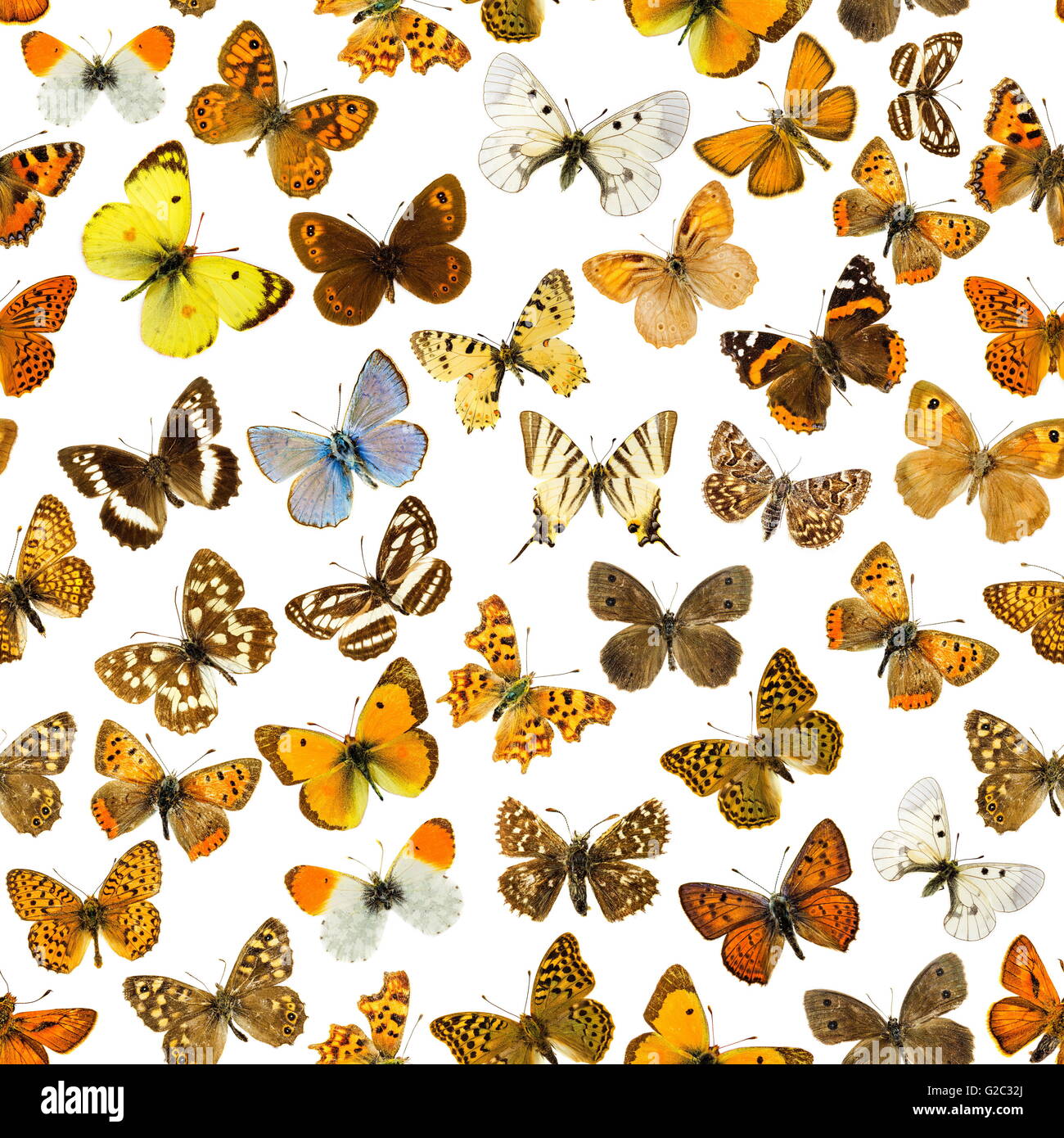 Many different butterflies on a white background Stock Photo - Alamy
