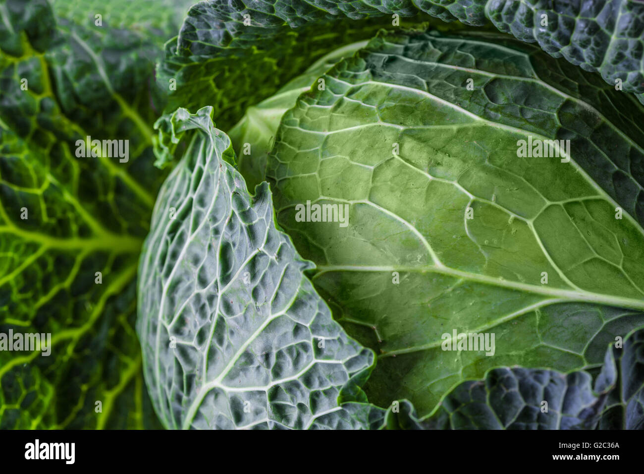 Extreme closeup of whole cabbage Stock Photo - Alamy
