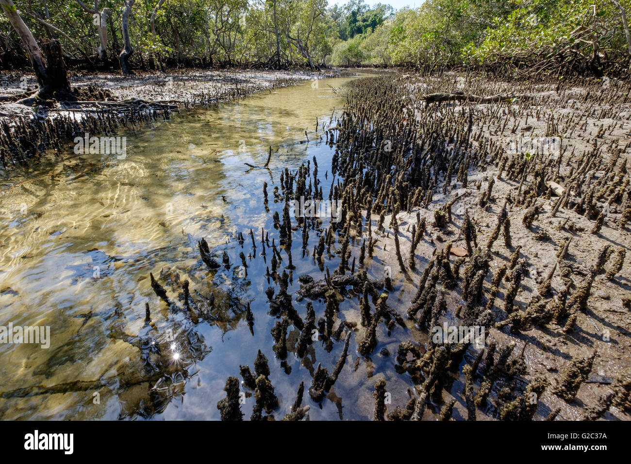 Myora Springs at low tide Stock Photo - Alamy