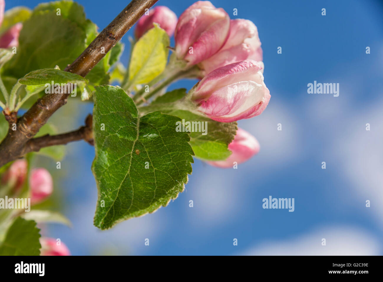 Blooming Apple Tree Stock Photo - Alamy