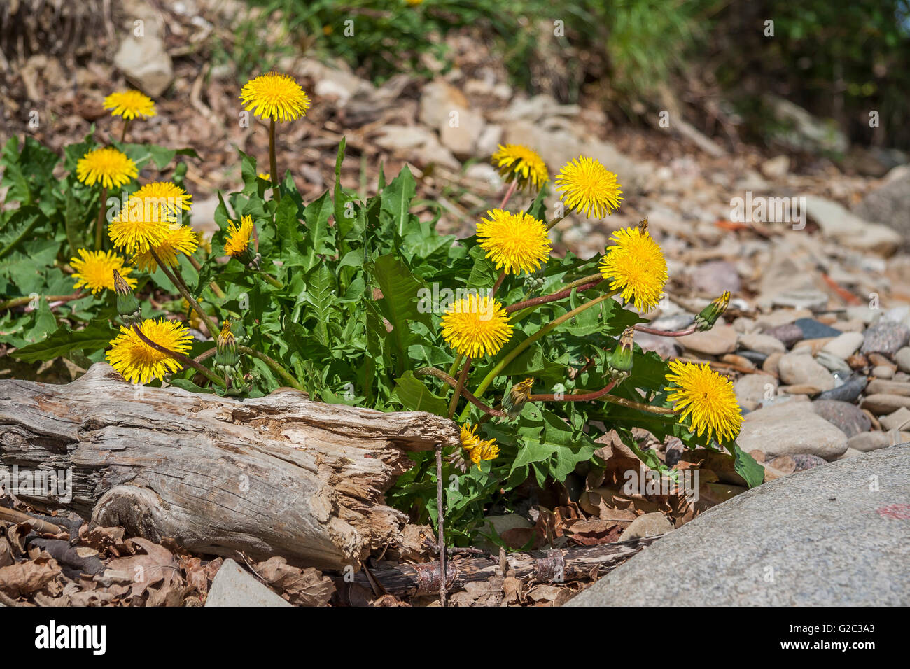 Dandelion flower stem leaf hi-res stock photography and images - Alamy