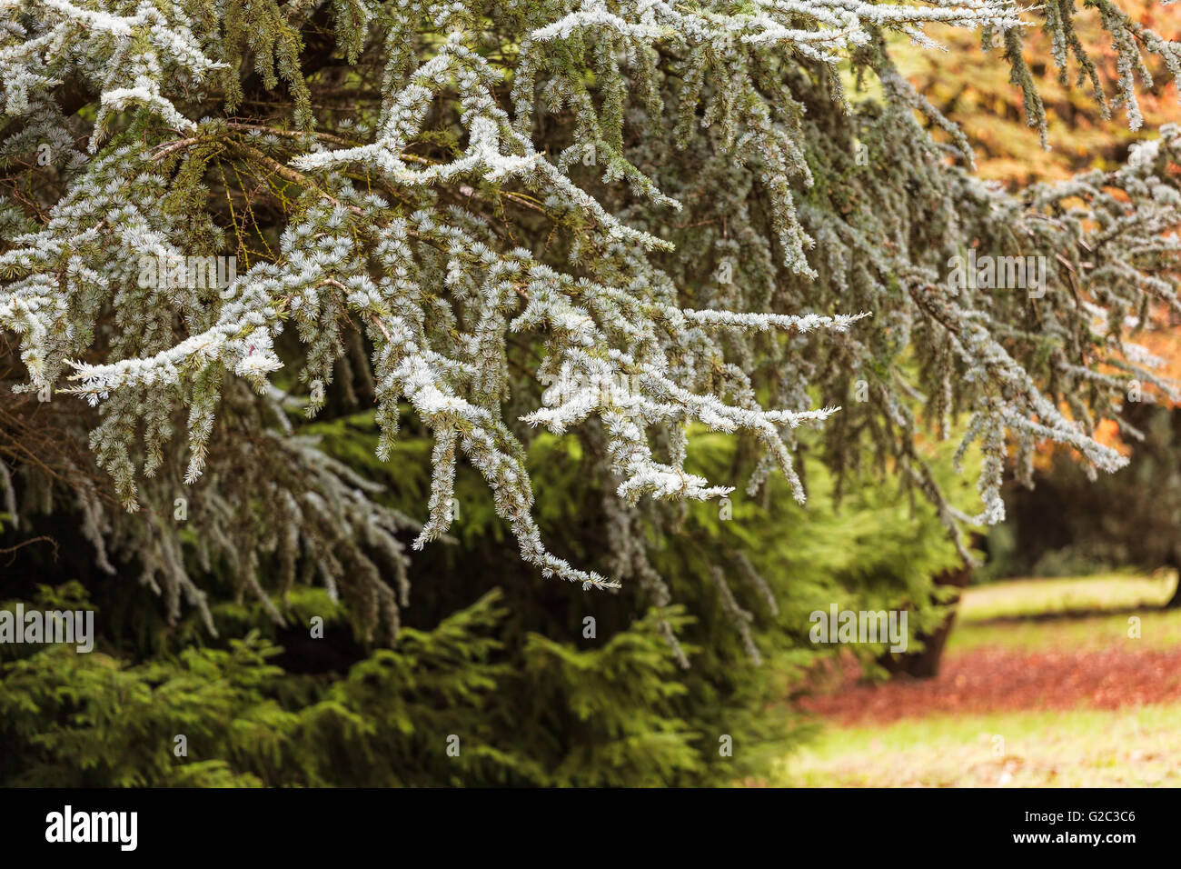 Closeup on conifer tree spikes in an autumn garden Stock Photo - Alamy