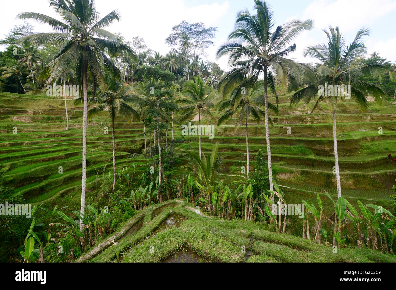 Padi Fields High Resolution Stock Photography and Images - Alamy