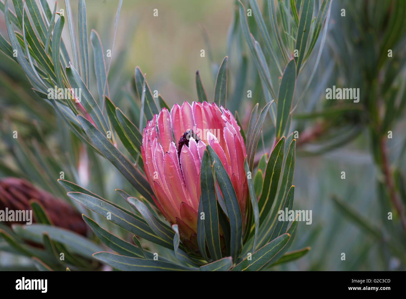 Protea flower hi-res stock photography and images - Alamy