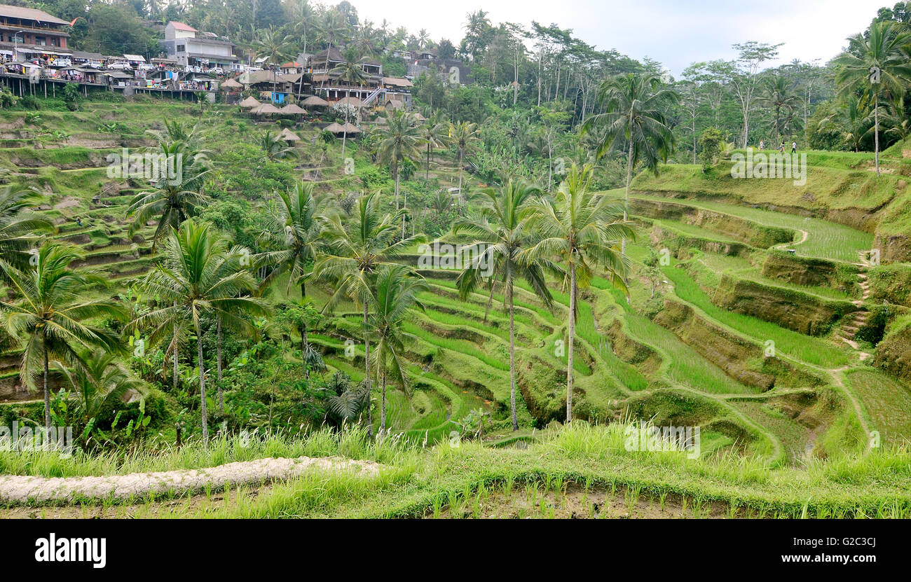 Padi fields hi-res stock photography and images - Alamy