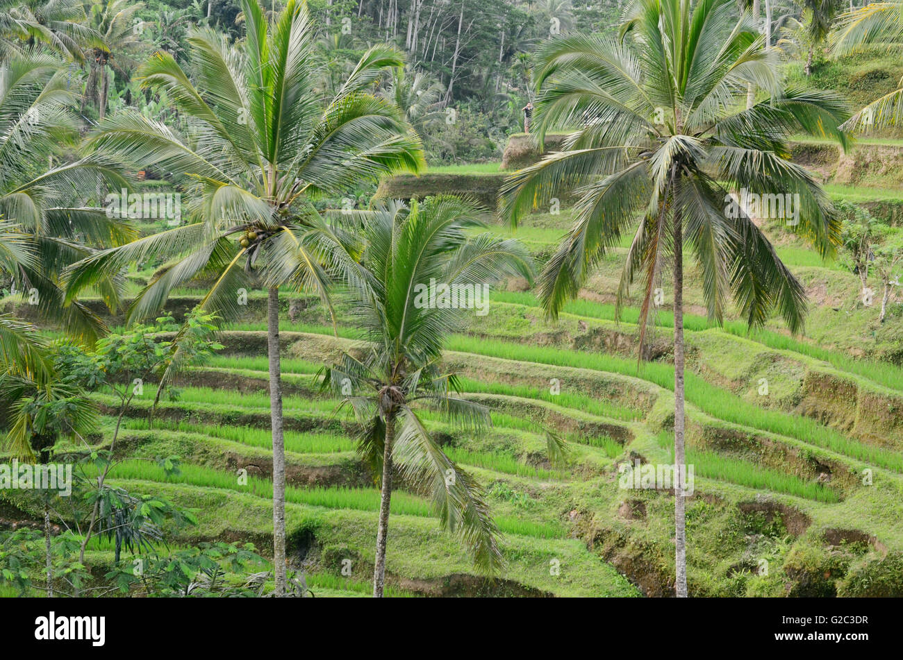 Padis hi-res stock photography and images - Alamy