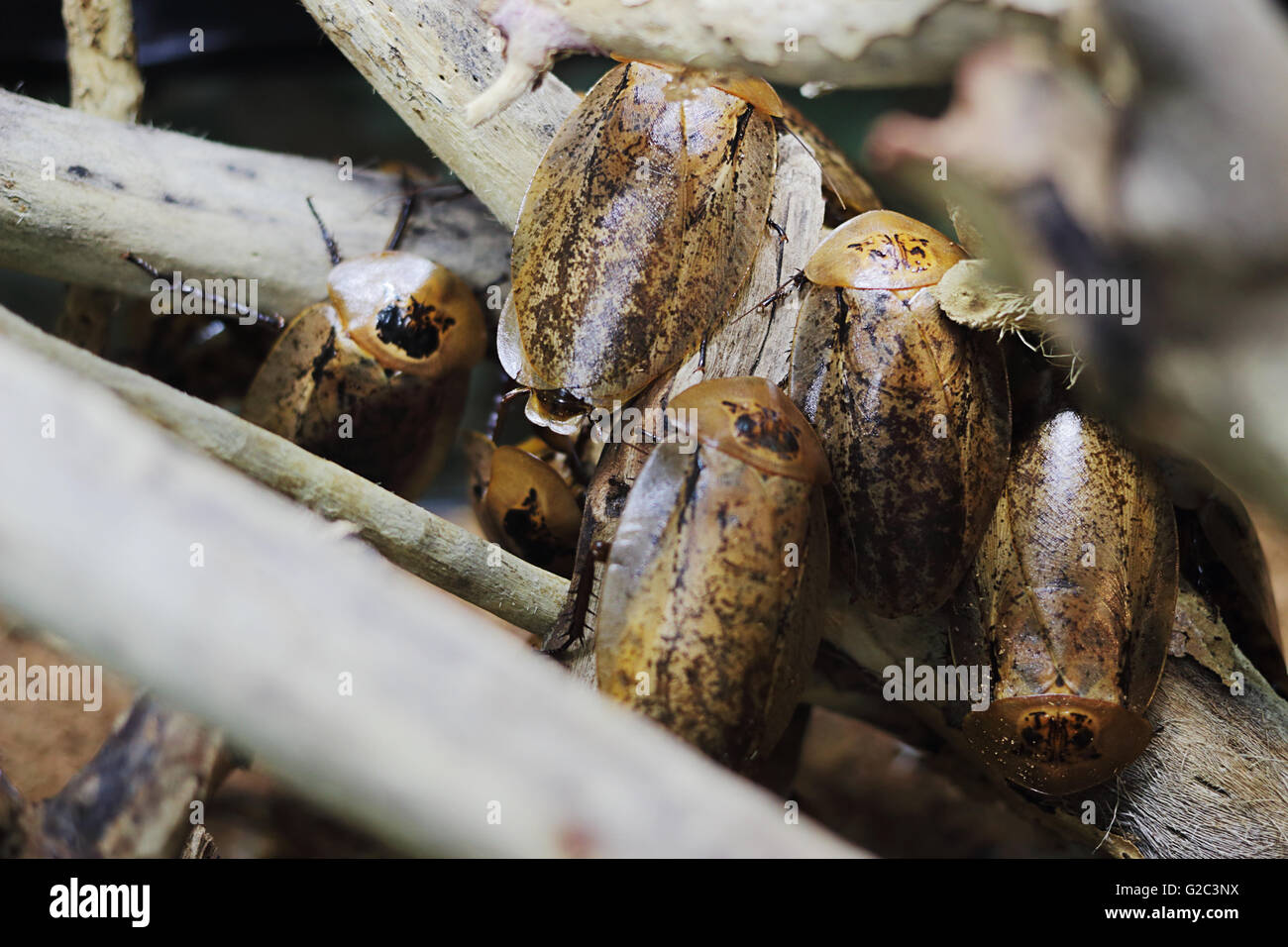 Big cockroach hi-res stock photography and images - Alamy