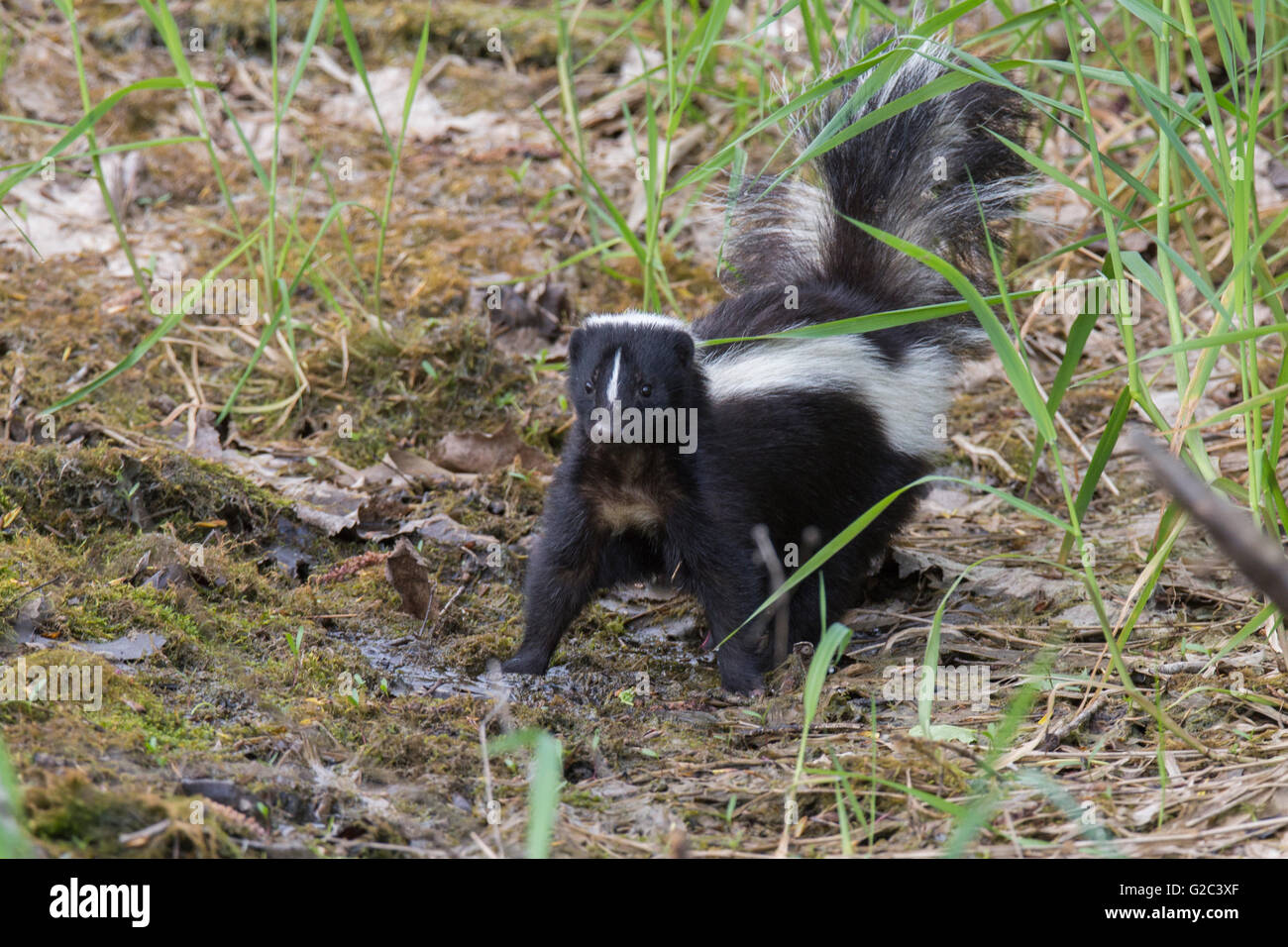 Skunk (Mephitis mephitis) in spring Stock Photo - Alamy