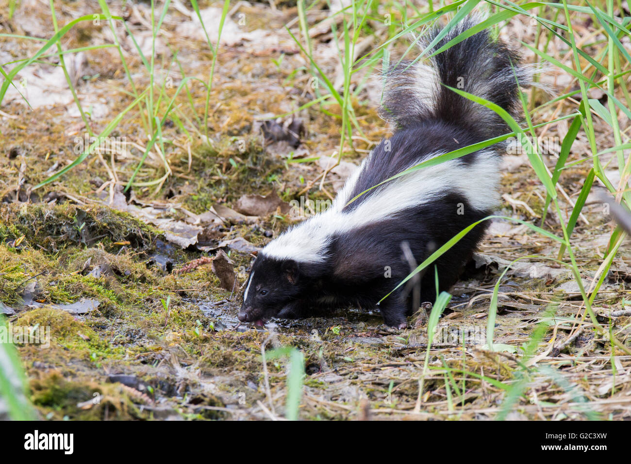 Skunk (Mephitis mephitis) in spring Stock Photo - Alamy