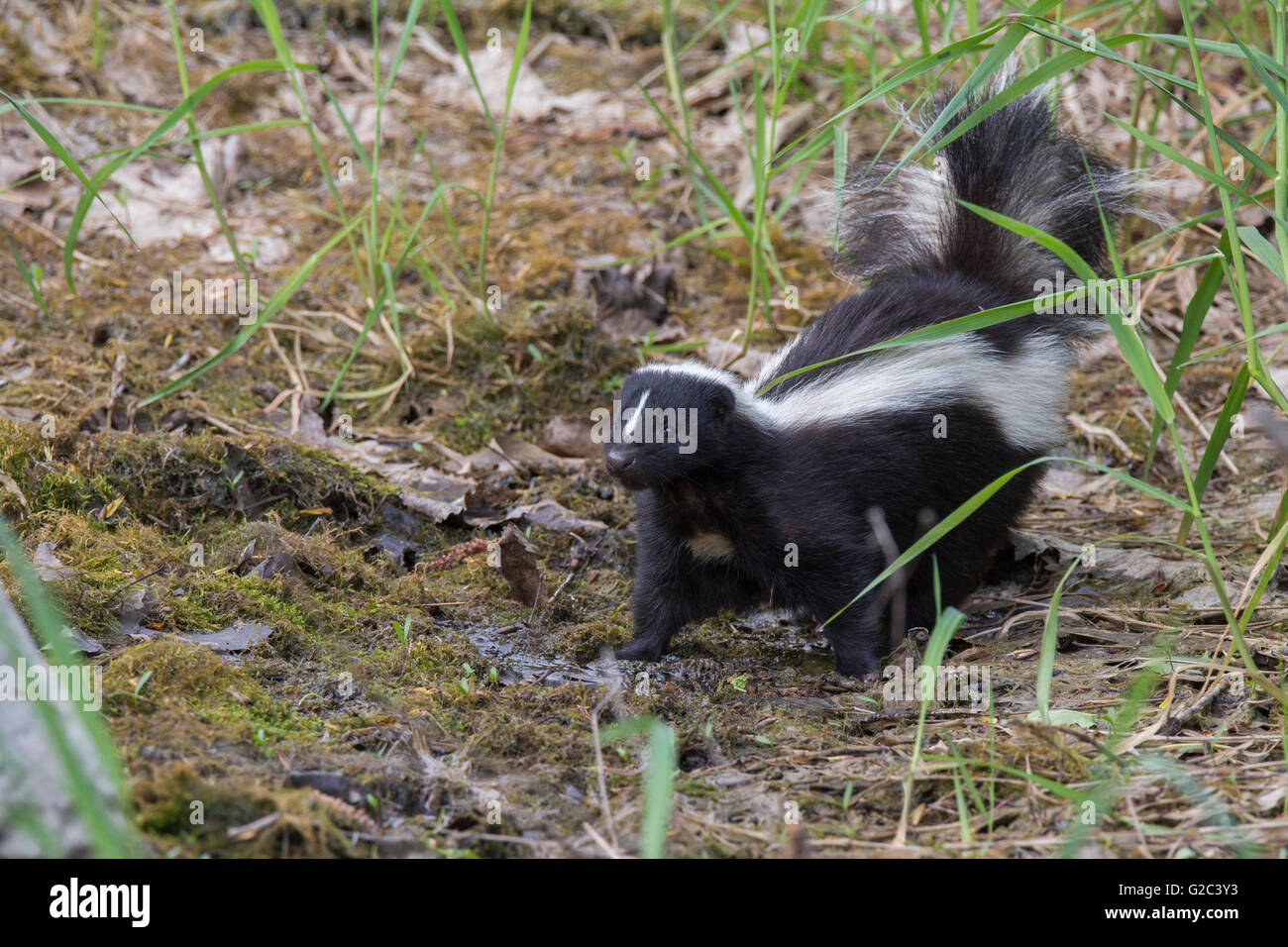 Skunk (Mephitis mephitis) in spring Stock Photo - Alamy