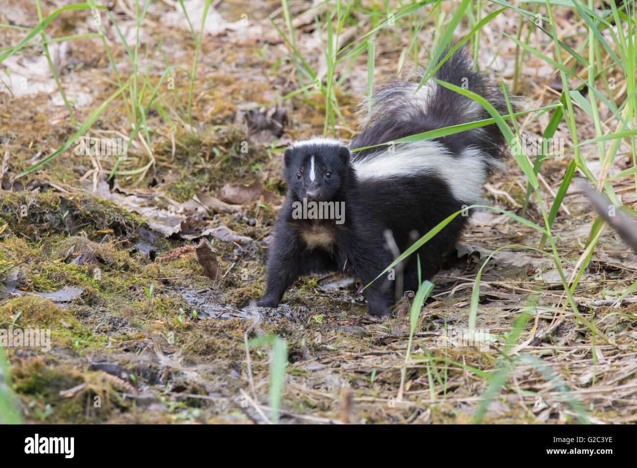 Skunk (Mephitis mephitis) in spring Stock Photo - Alamy