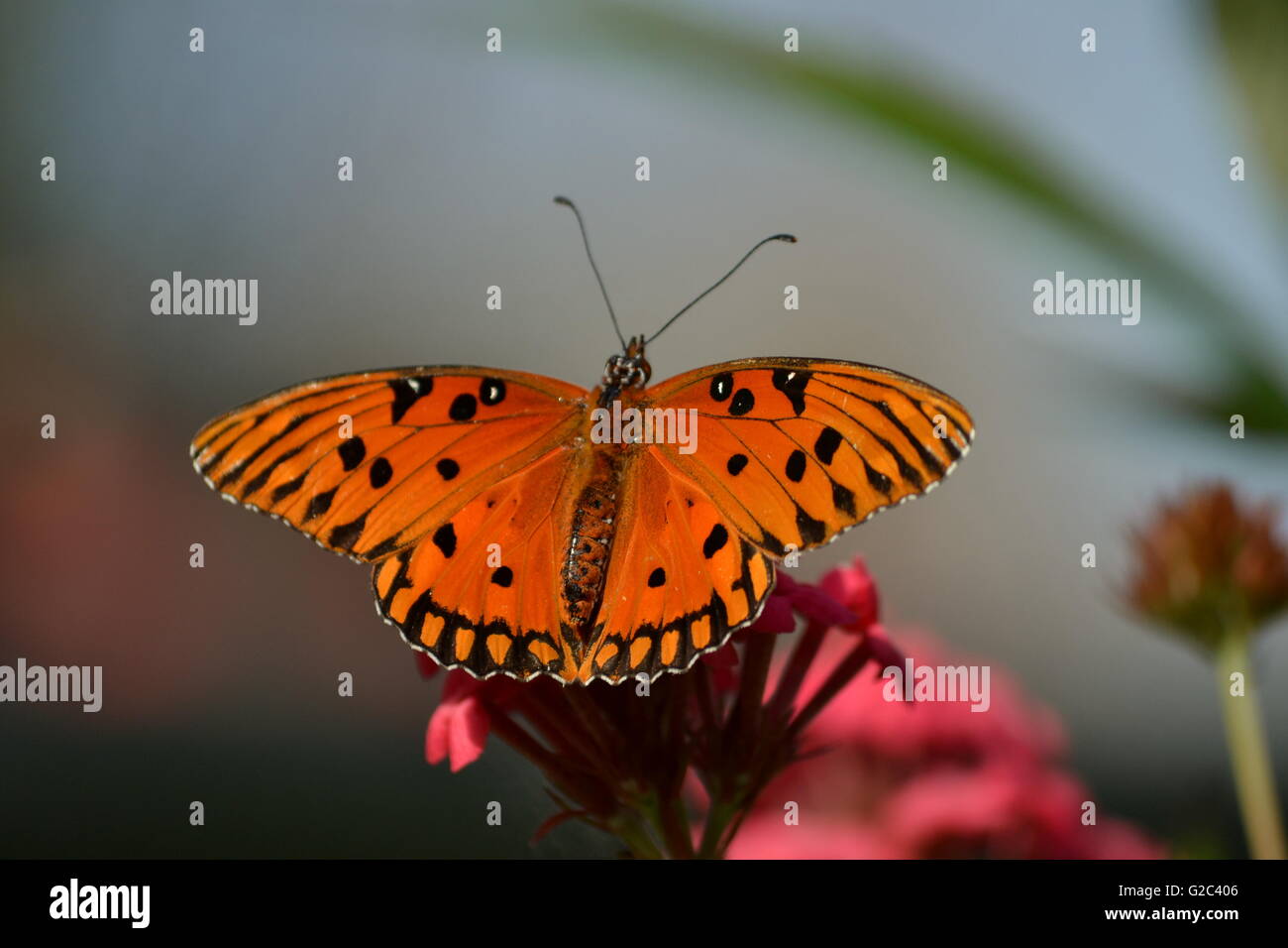 Orange and black butterfly known as the Gulf Fritillary which winters ...