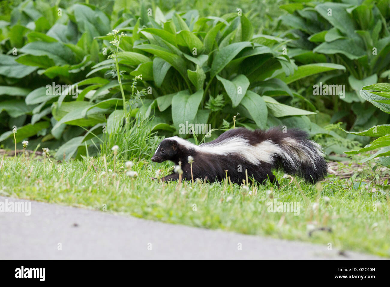 Skunk (Mephitis mephitis) in spring Stock Photo - Alamy