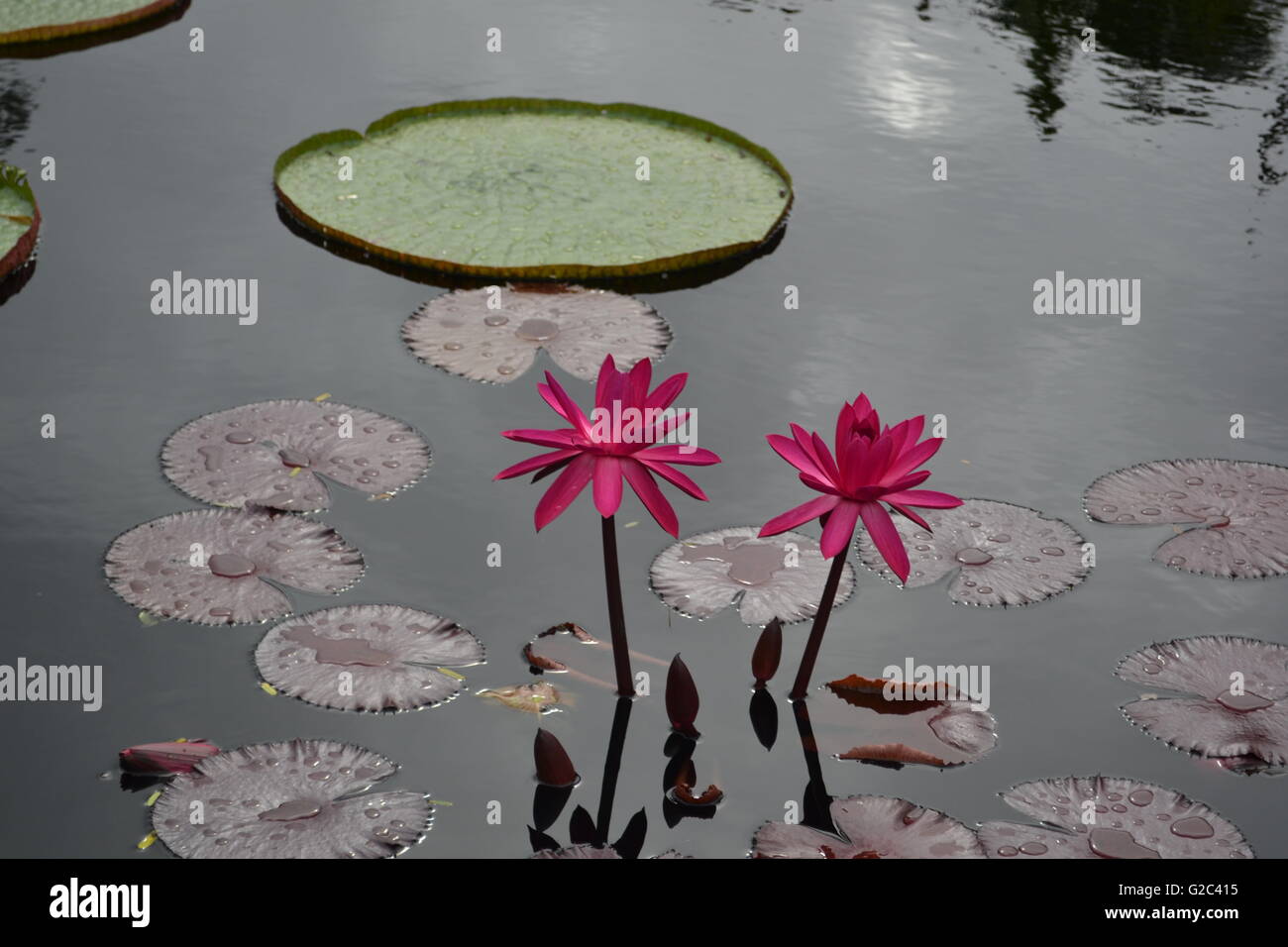 Two water lilies in a pond with lily pads Stock Photo - Alamy