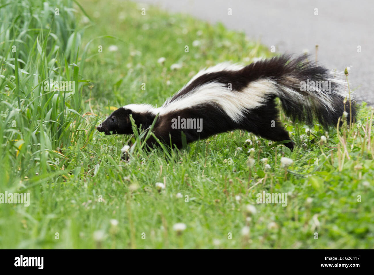 Skunk (Mephitis mephitis) in spring Stock Photo - Alamy