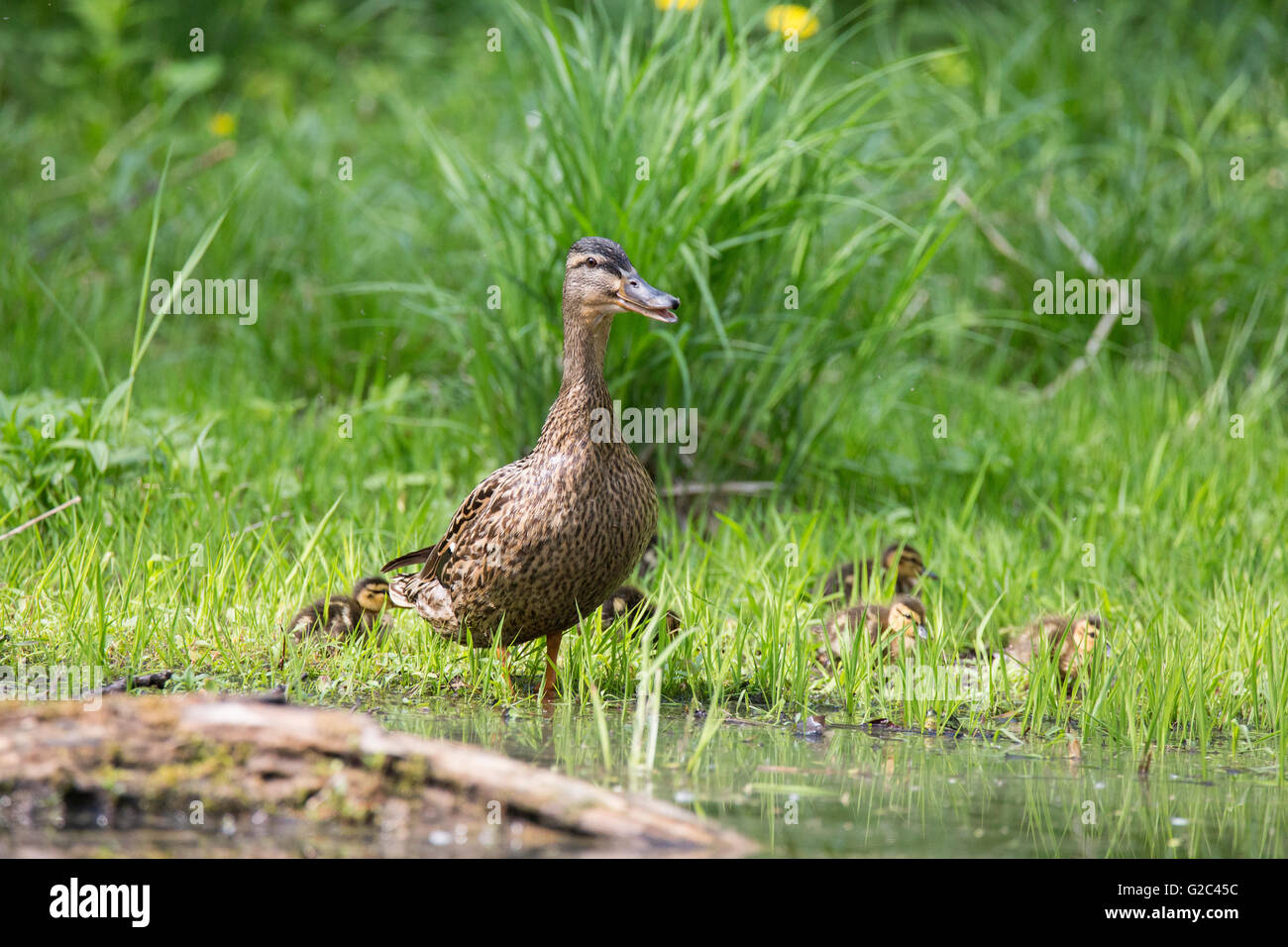 Ducklings in spring hi-res stock photography and images - Alamy