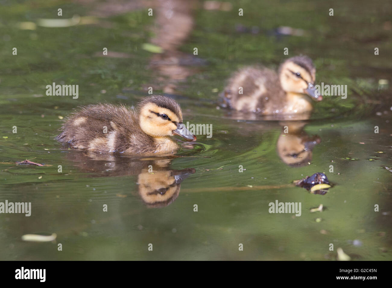 Ducklings in spring hi-res stock photography and images - Alamy