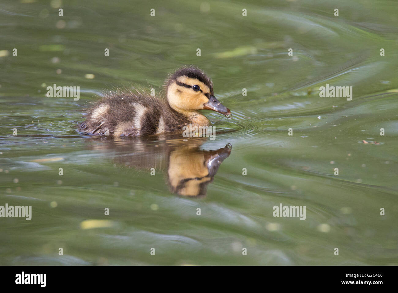 Ducklings in spring hi-res stock photography and images - Alamy
