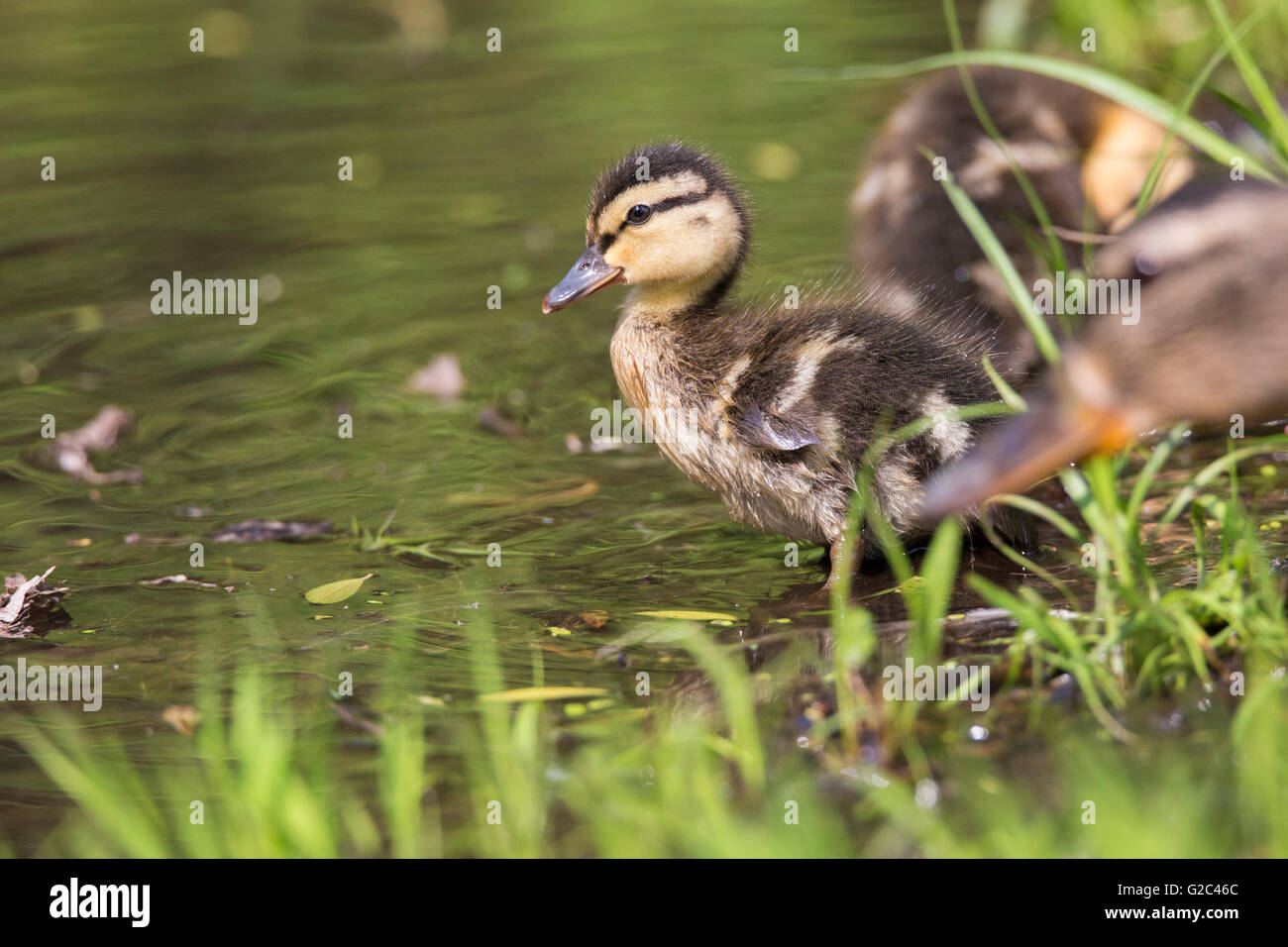 Wild Mallard ducklings in spring Stock Photo - Alamy