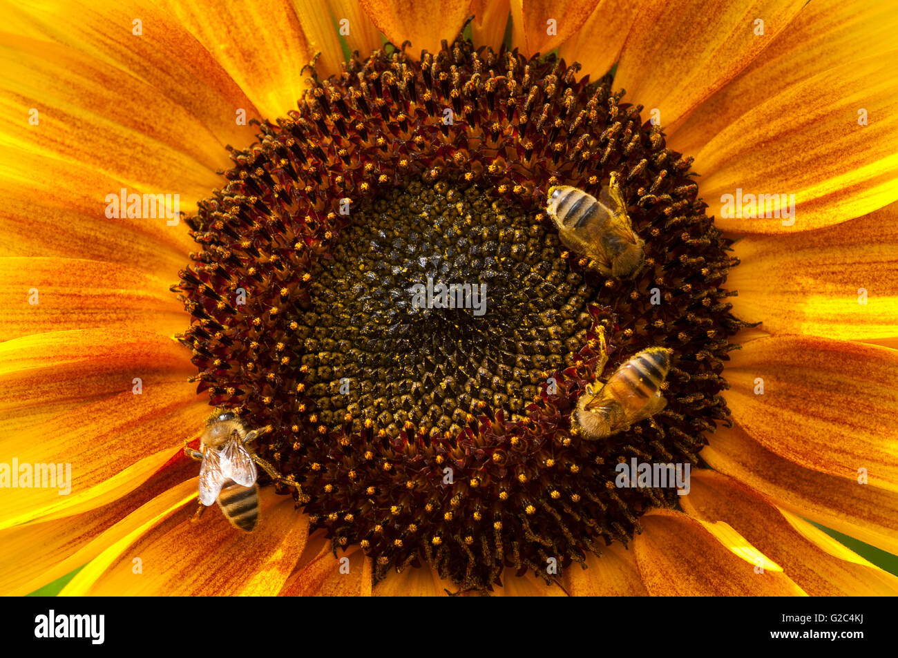 Bees on sunflower Stock Photo - Alamy