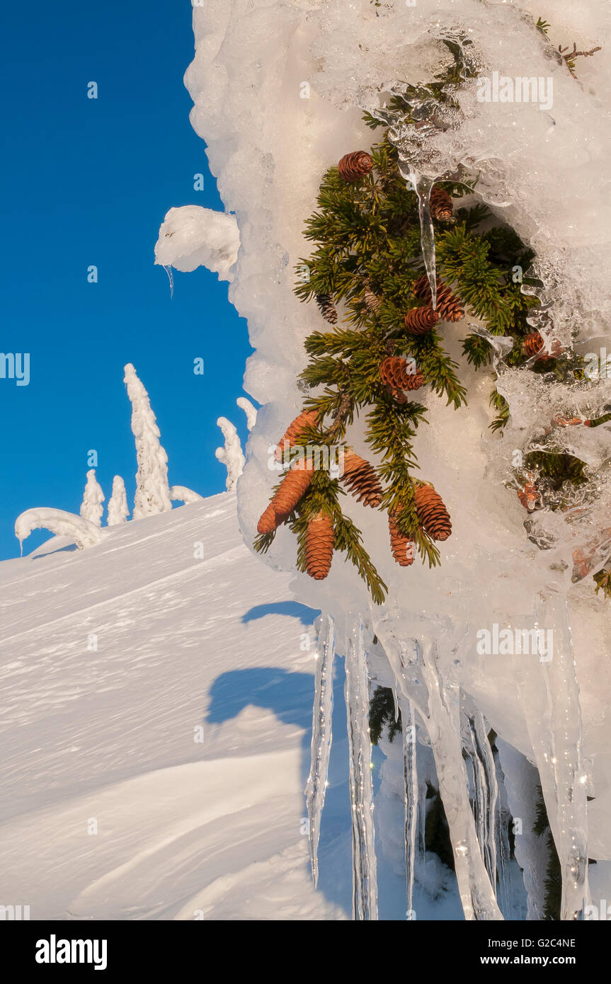 Ice and tree hi-res stock photography and images - Alamy