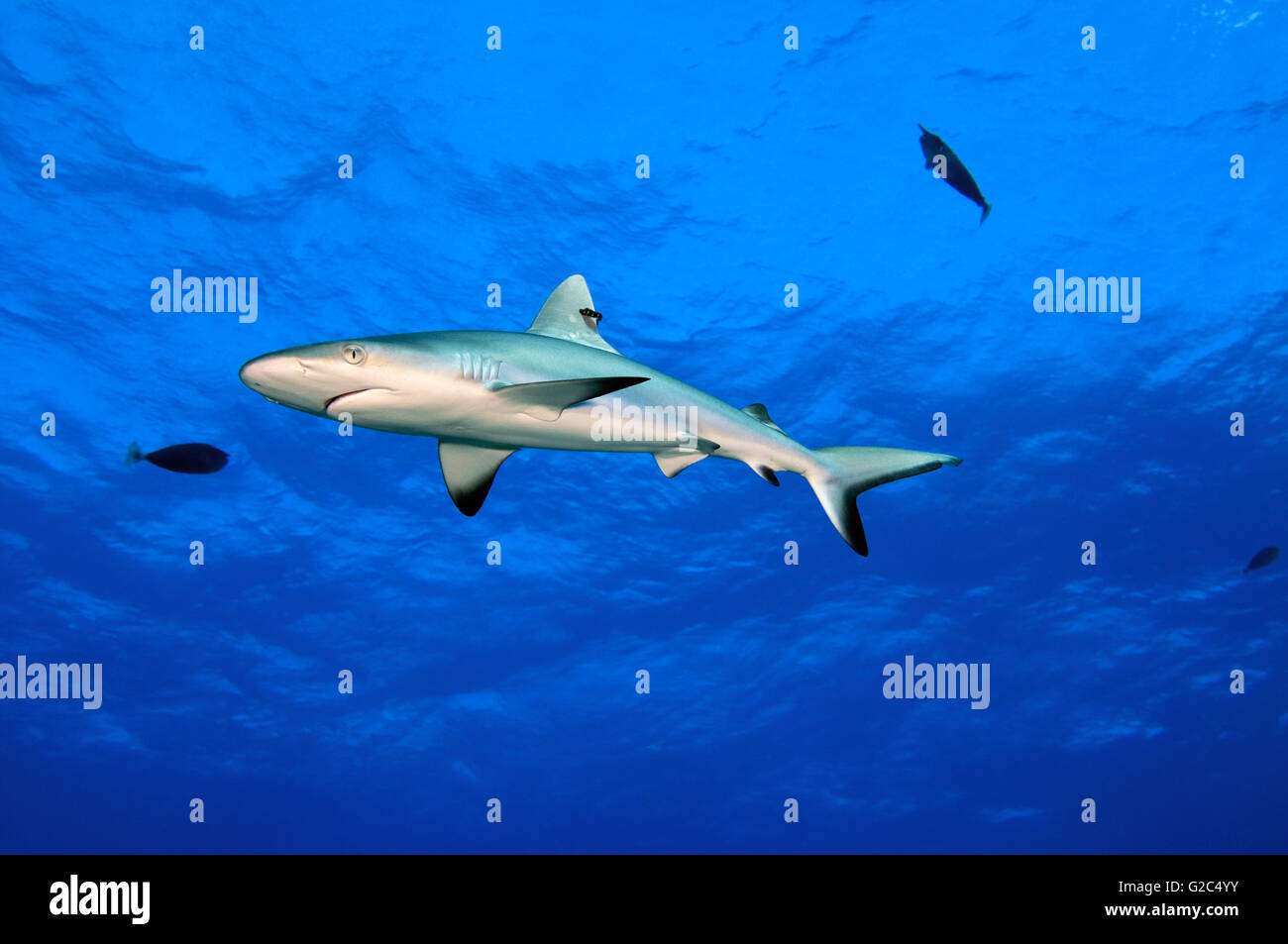Grey reef shark, Carcharhinus amblyrhynchos, Five Fathom rock near Ka ...