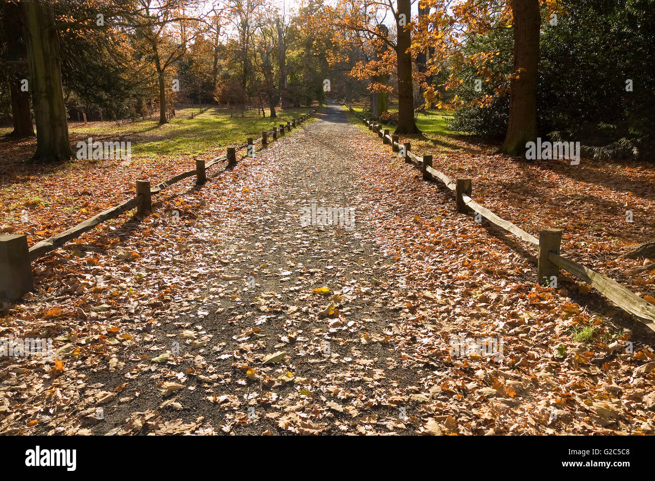 Pathway through a city park with autumn (fall) orange leaves scattered ...