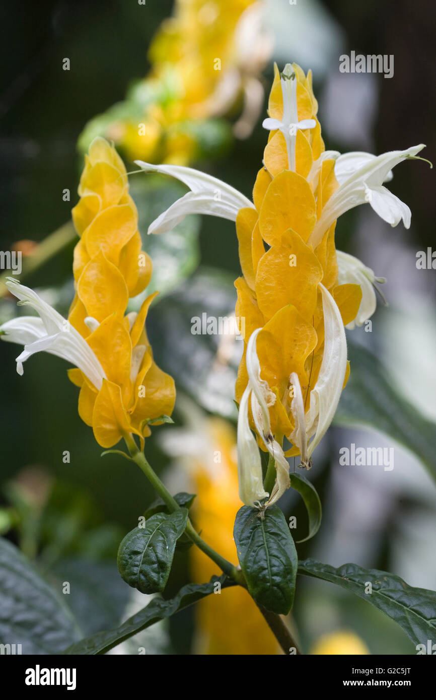 Pachystachys lutea flowering Stock Photo - Alamy