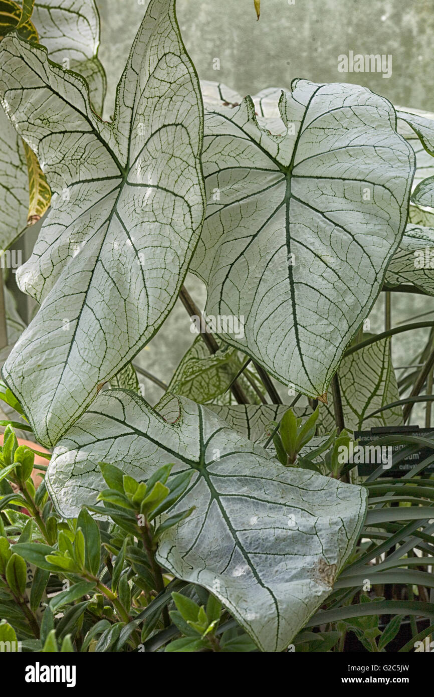 Caladium candidum leaves Stock Photo - Alamy