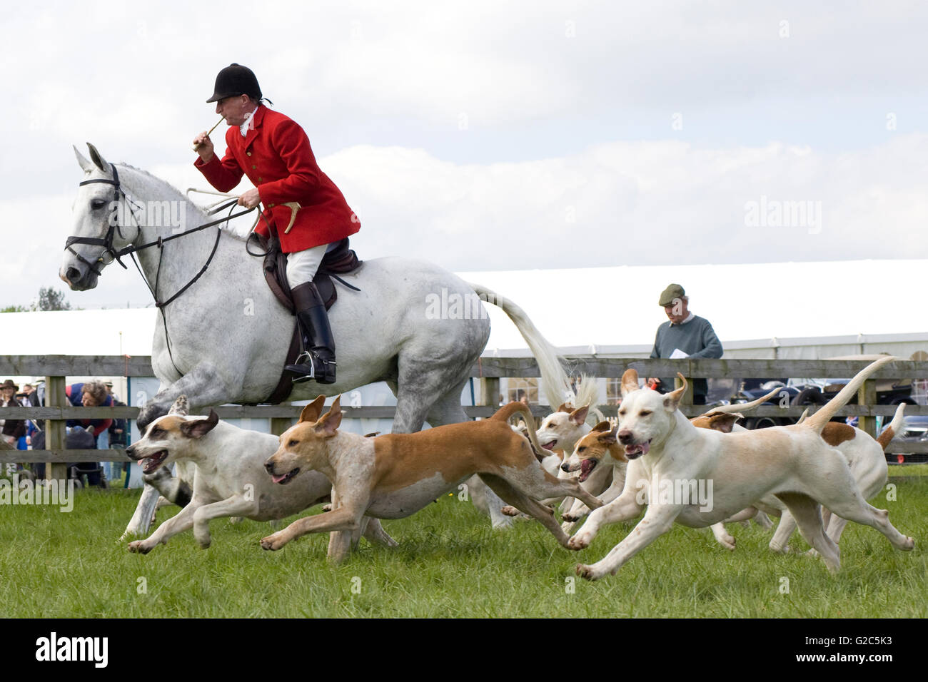 Master of the hunt leading his English foxhounds Stock Photo - Alamy