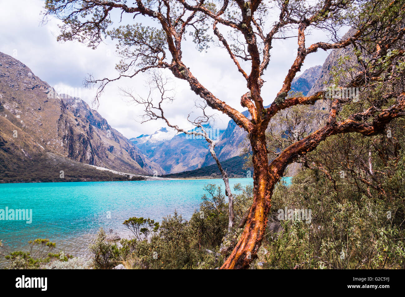 Tree in front of Llanganuco glacier lagoon in Peruvian Andes Stock ...
