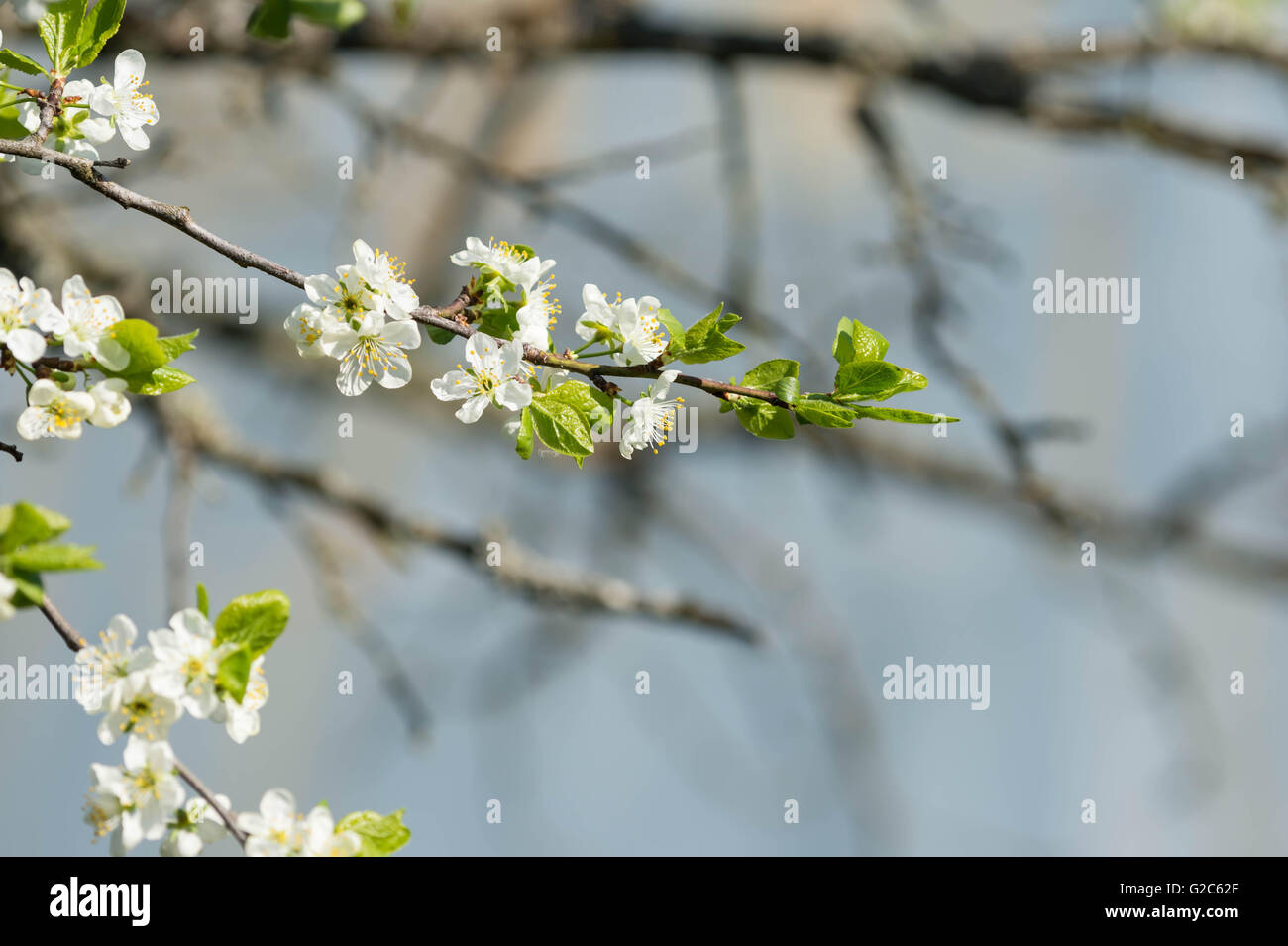 The blossoming plum tree in sunny spring day Stock Photo - Alamy